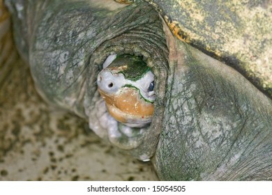 Turtle Hiding His Shell库存照片15054505 | Shutterstock