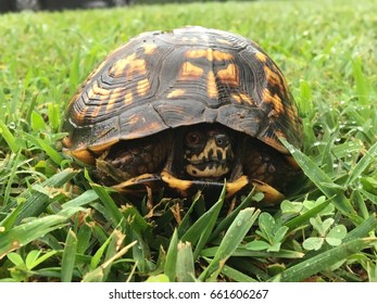 1,898 Turtle Hiding In Shell Images, Stock Photos & Vectors | Shutterstock