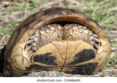 Tortoise Inside Shell Images, Stock Photos & Vectors | Shutterstock