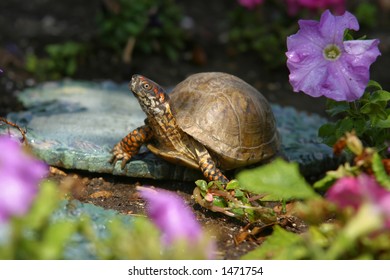 Turtle Looking Camera Stock Photo 1471754 | Shutterstock