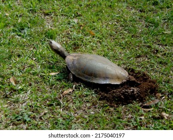 282 Spawning turtles Images, Stock Photos & Vectors | Shutterstock