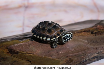 776 Mini turtles Images, Stock Photos & Vectors | Shutterstock