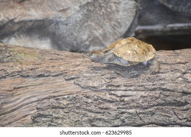 Turtle On Log Stock Photo 623629985 | Shutterstock