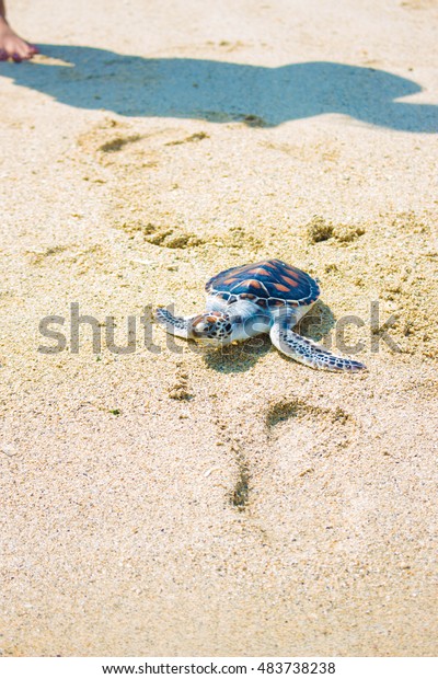 Turtle On Sand Stock Photo (Edit Now) 483738238