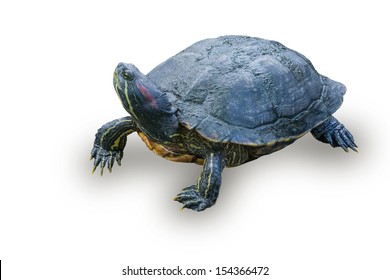 Turtle On White Background Stock Photo 154366472 | Shutterstock