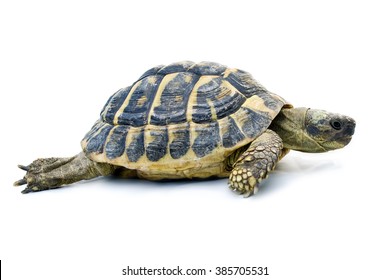 56,564 Slow turtle Images, Stock Photos & Vectors | Shutterstock
