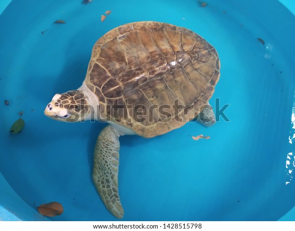 Turtle One Leg Missing Stock Photo 1428515798 | Shutterstock