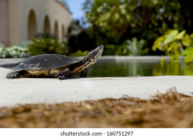 Turtle Park Stock Photo (Edit Now) 160751297