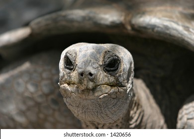 Turtle Portrait Stock Photo 1420656 | Shutterstock