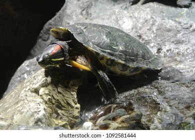 Turtle Red Face Stock Photo 1092581444 | Shutterstock