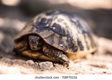 140 Frightened turtle Images, Stock Photos & Vectors | Shutterstock