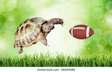 Turtle Rocket Bizarre Stock Photo 283696484 | Shutterstock