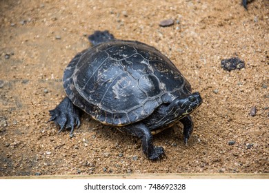 Turtle Sand Stock Photo 748692328 | Shutterstock