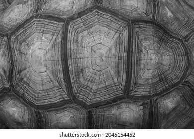 Turtle Shell Texture Black White Stock Photo 2045154452 | Shutterstock