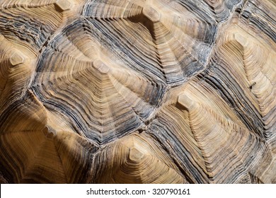 7,181 Hard shell turtle Images, Stock Photos & Vectors | Shutterstock