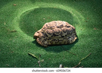 Turtle Spotlight Stock Photo 639036724 | Shutterstock