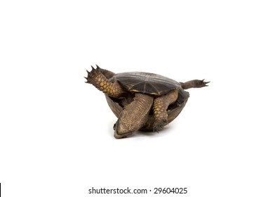 213 Turtle upside down Images, Stock Photos & Vectors | Shutterstock
