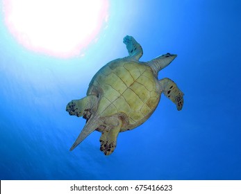 Turtle Sun Stock Photo 675416623 | Shutterstock