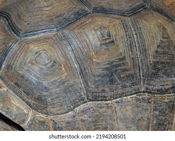 Turtle Texture Closeup Background Stock Photo 2194208501 | Shutterstock