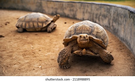 2,045 Tortoise farm Images, Stock Photos & Vectors | Shutterstock