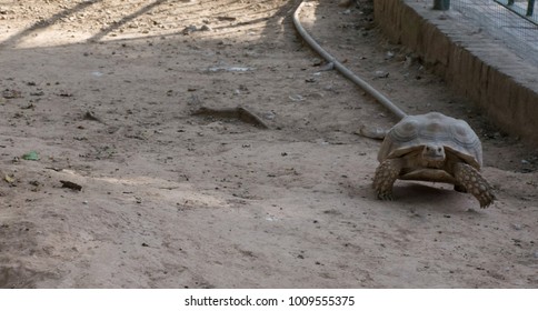Turtle Tortoise Softshell Turtle Land Turtles Stock Photo 1009555375 ...