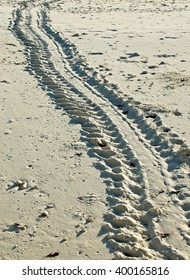 1,360 imágenes de Turtle tracks - Imágenes, fotos y vectores de stock ...