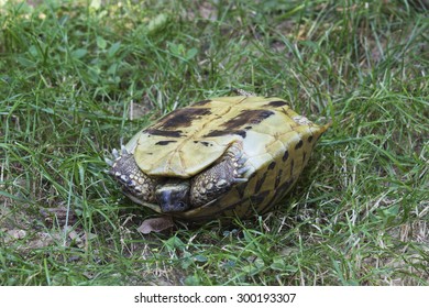 226 Turtle Upside Down Images, Stock Photos & Vectors | Shutterstock
