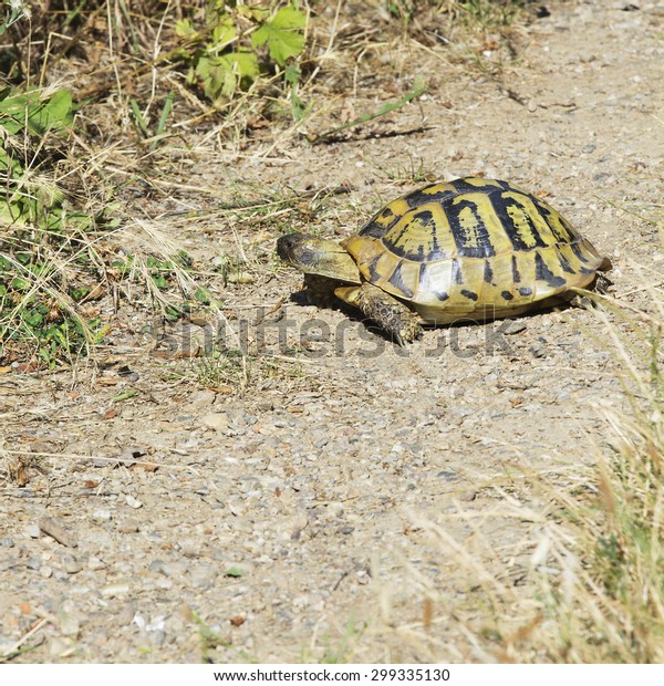 Turtle Turned Upside Down Hides Shell Stock Photo 299335130 | Shutterstock