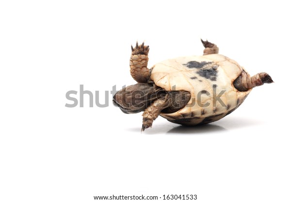 Turtle Turtle Turned Upside Down Trying Stock Photo (Edit Now) 163041533