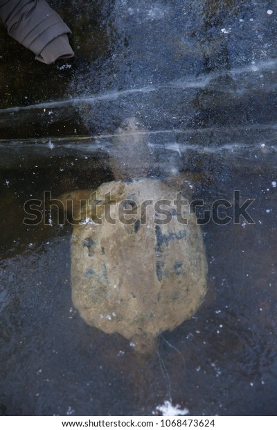 Turtle Under Ice Isolated Stock Photo (Edit Now) 1068473624
