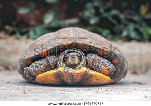 Turtle Very Scared Stock Photo 1945940737 | Shutterstock