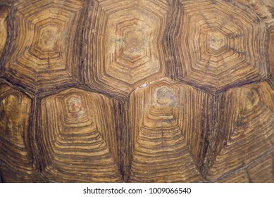 2,056 Tortoise back Images, Stock Photos & Vectors | Shutterstock