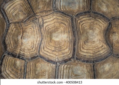 26 101 рез. по запросу «Turtle texture» — изображения, стоковые ...