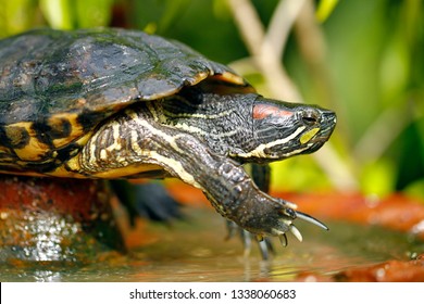 Chinese Stripenecked Turtles Golden Thread Turtle Stock Photo (Edit Now ...