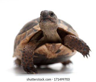 41,728 Turtle head out Images, Stock Photos & Vectors | Shutterstock