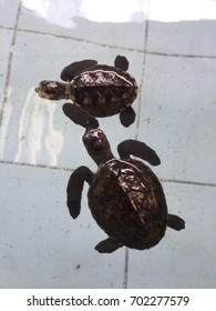 Turtles Kind Turtles Which Need Help Stock Photo 702277579 | Shutterstock