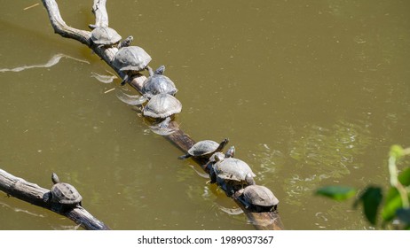 705 Turtles in a row Images, Stock Photos & Vectors | Shutterstock