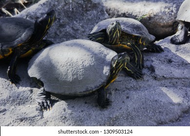 Stock Photo and Image Portfolio by Picxporte | Shutterstock