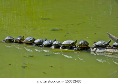 55,333 Teamwork animal Images, Stock Photos & Vectors | Shutterstock
