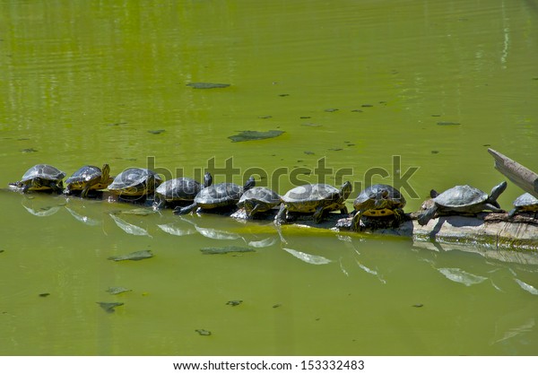 Turtles Teamwork Stock Photo (Edit Now) 153332483