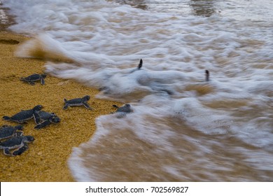 Turtles Type Cockroach Turtle On Beach Stock Photo 702569827 | Shutterstock