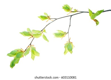 98,647 Young twigs Images, Stock Photos & Vectors | Shutterstock