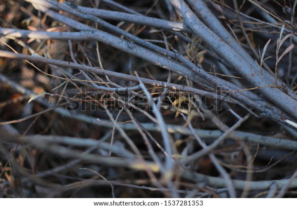 Twig Texture Your Creativity Stock Photo 1537281353 | Shutterstock