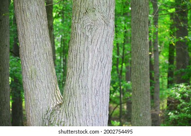 Twin Trunks Connected Same Tree Stock Photo 2002754495 | Shutterstock