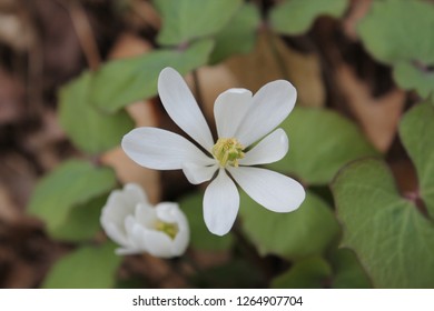 26 Twinleaf Images, Stock Photos & Vectors | Shutterstock