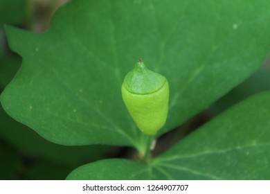 26 Twinleaf Images, Stock Photos & Vectors | Shutterstock