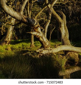 Twisted Contorted Trees Stock Photo 715072483 | Shutterstock