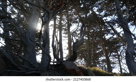 7,778 Gnarled forest Images, Stock Photos & Vectors | Shutterstock