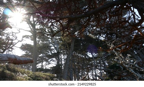 1,820 Twisted bare branched tree Images, Stock Photos & Vectors ...