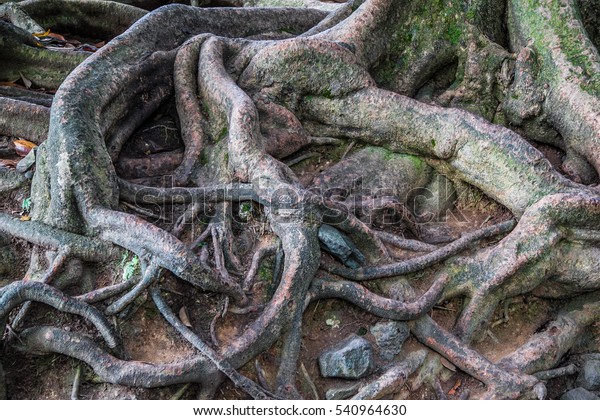Twisted Tree Roots On Surface Close Stock Photo (Edit Now) 540964630